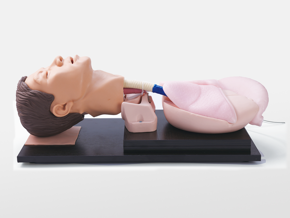 Adult Tracheal Intubation Training Model – PANCKOO