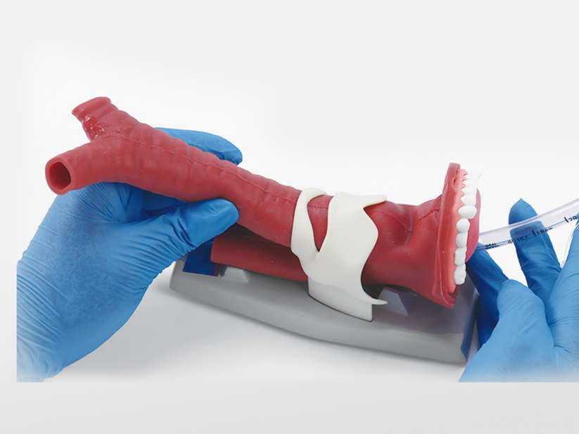 Oral Anatomie and Airway Demonstration Model – PANCKOO